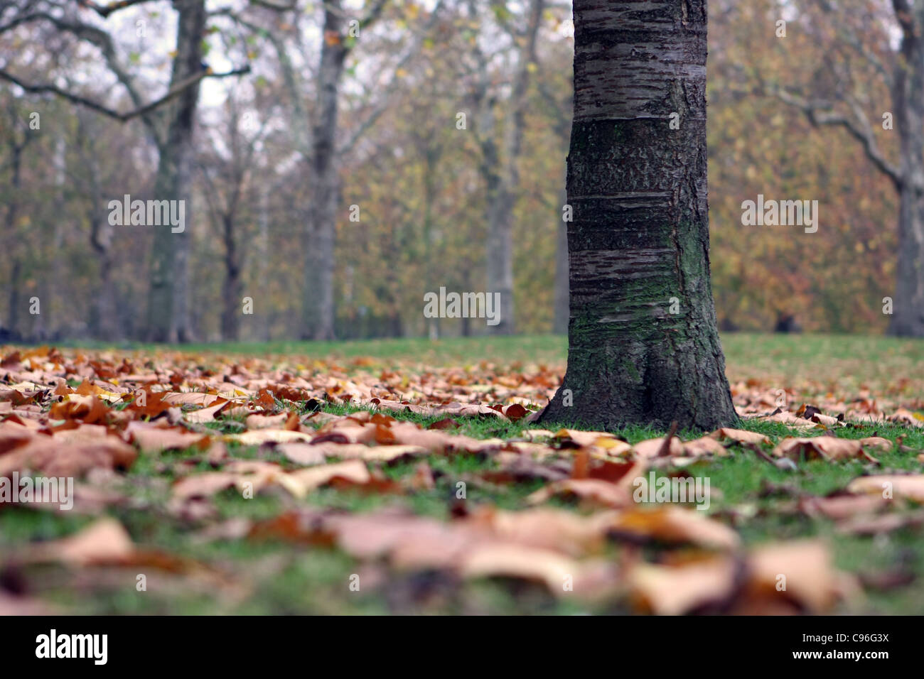 Autumn leaves lying on the tree trunk hi-res stock photography and ...