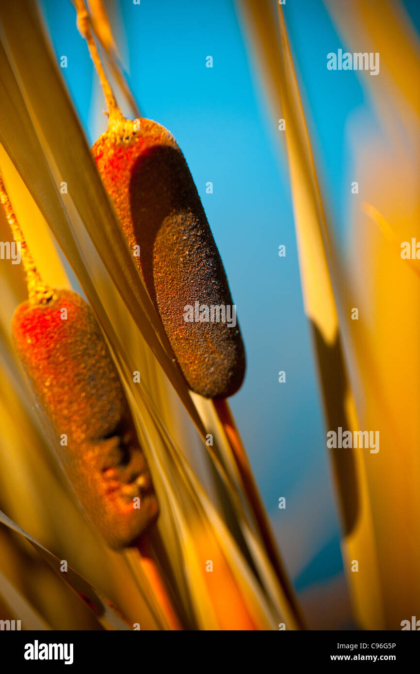 Reed cat hi-res stock photography and images - Alamy
