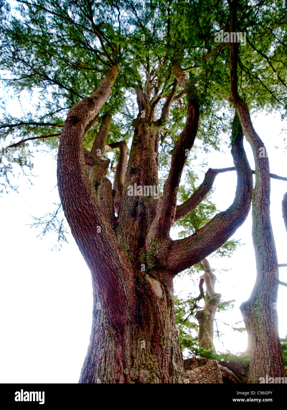 Wonderful tree structure pictured against a very light sky Stock Photo ...