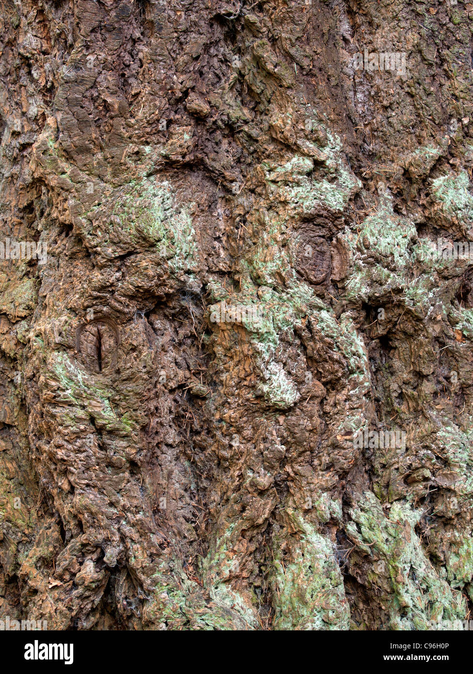 The beautiful structure of tree bark with green algie Stock Photo - Alamy