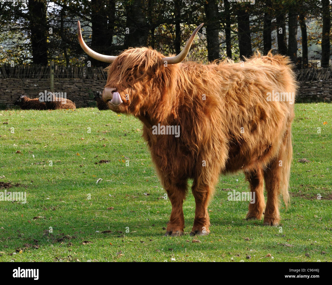 Highland cattle farm hi-res stock photography and images - Alamy