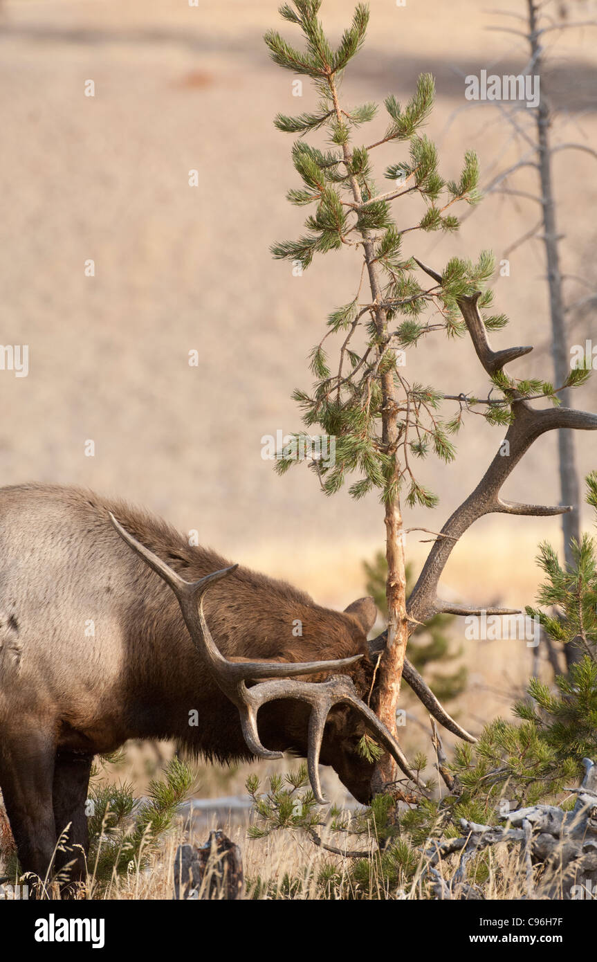 Rubbing antlers on hi-res stock photography and images - Alamy