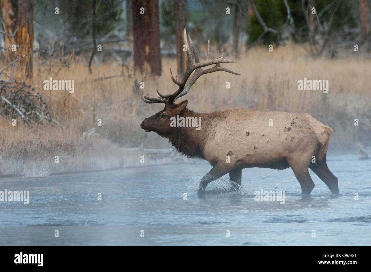 United States, Wyoming, Yellowstone National Park, elk crossing stream ...