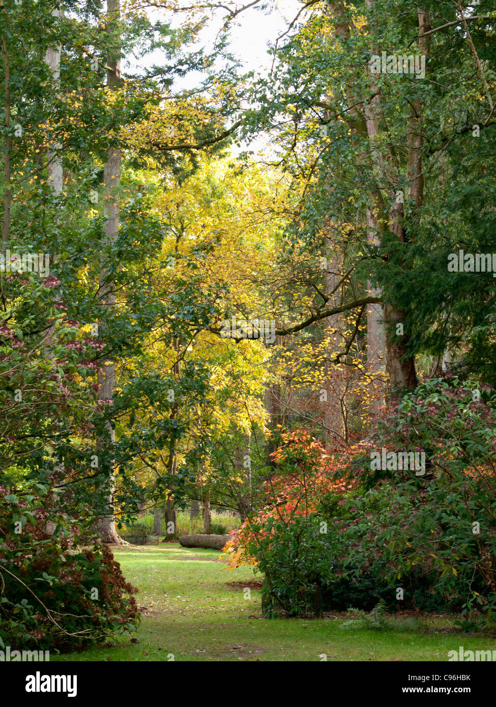 The beautiful colours of autumn in a glade in the forrest Stock Photo ...