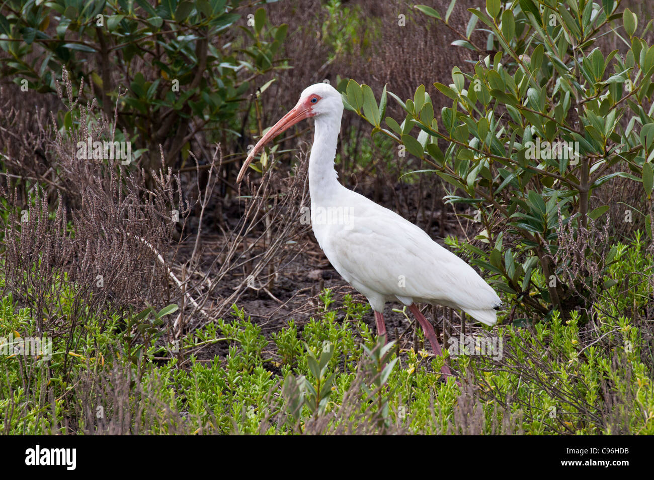 American White Ibis, Eudocimus albus, hunting (digging) for food in mud ...