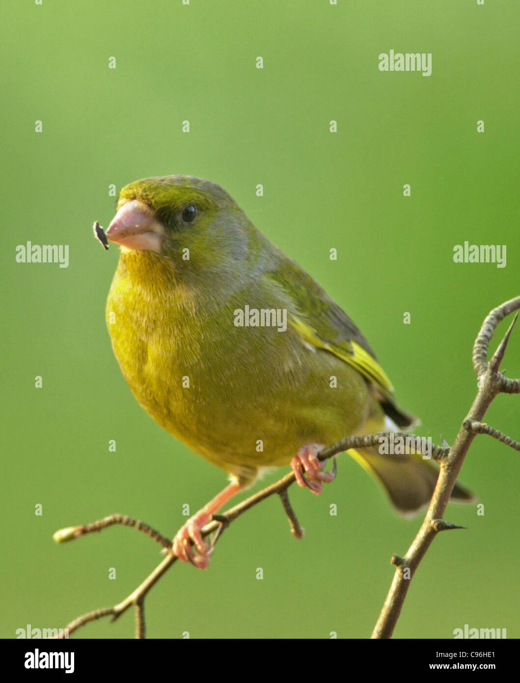 Greenfinch hi-res stock photography and images - Alamy