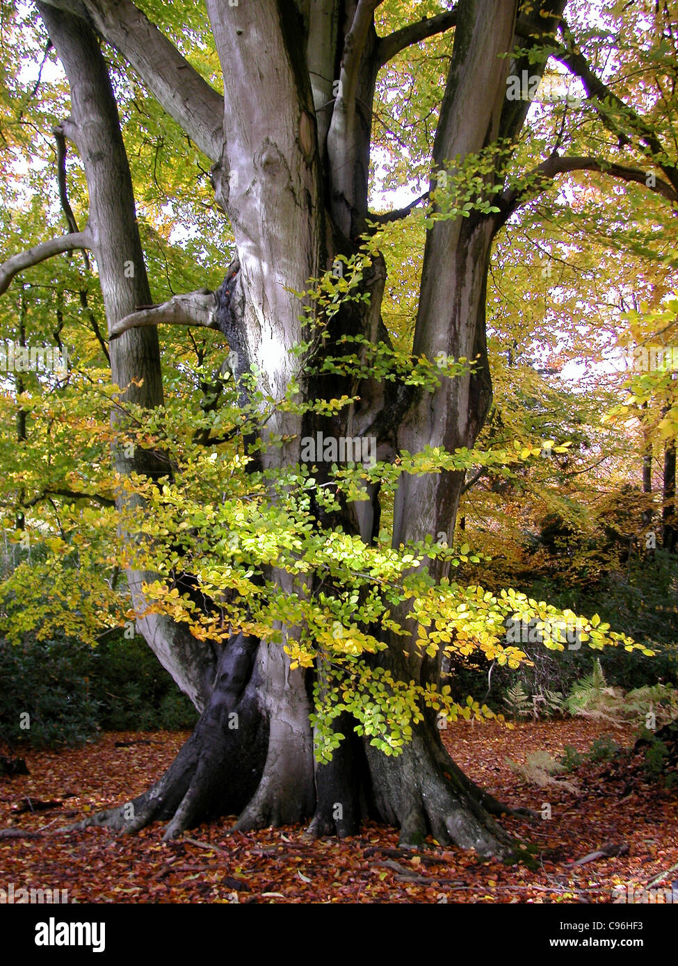Mature Woodland ,tree,beech,wood. From the archives of Press Portrait ...