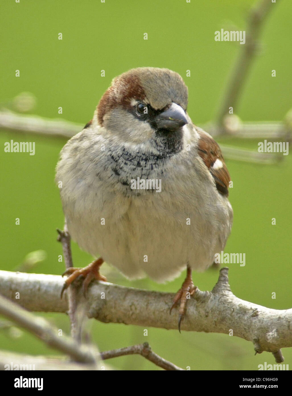 About sparrow hi-res stock photography and images - Alamy