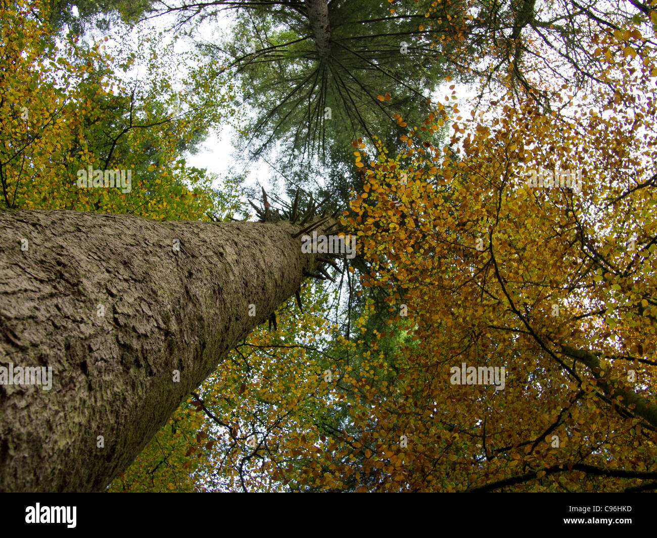 Dunkeld tree hi-res stock photography and images - Alamy