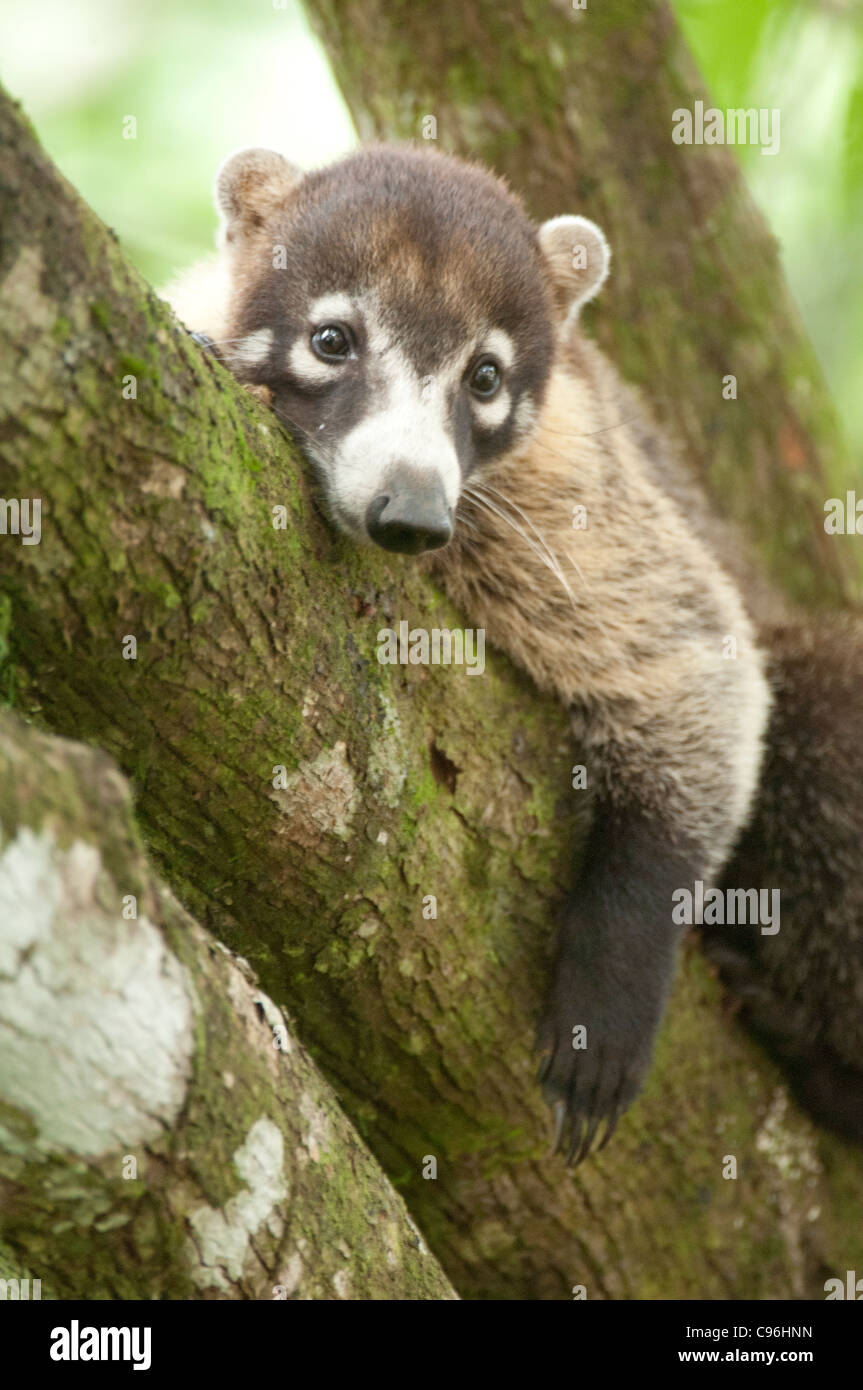 Costa rica coati hi-res stock photography and images - Alamy