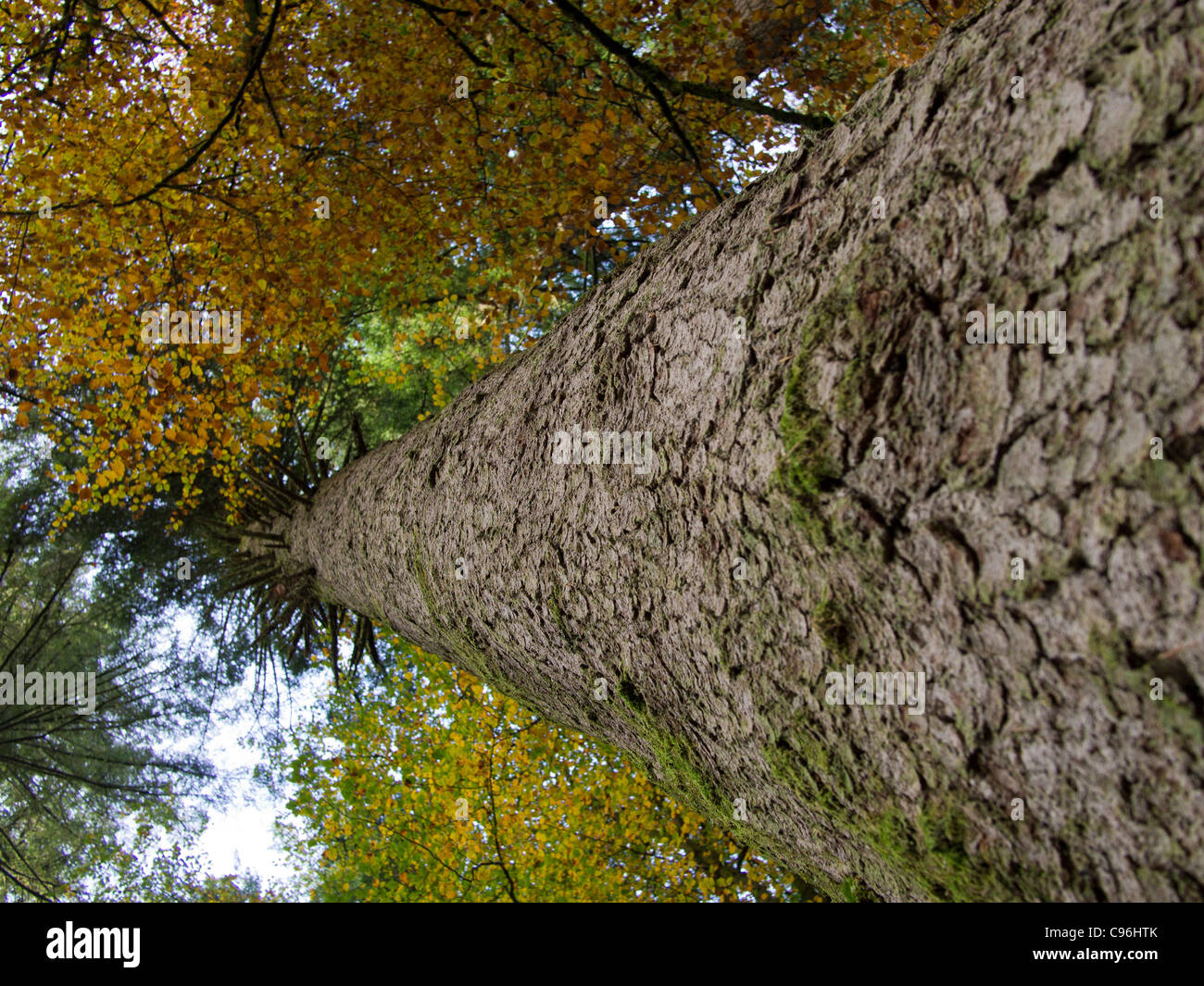 Tree and Autumn Foliage, The Hermitage, Dunkeld Stock Photo - Alamy