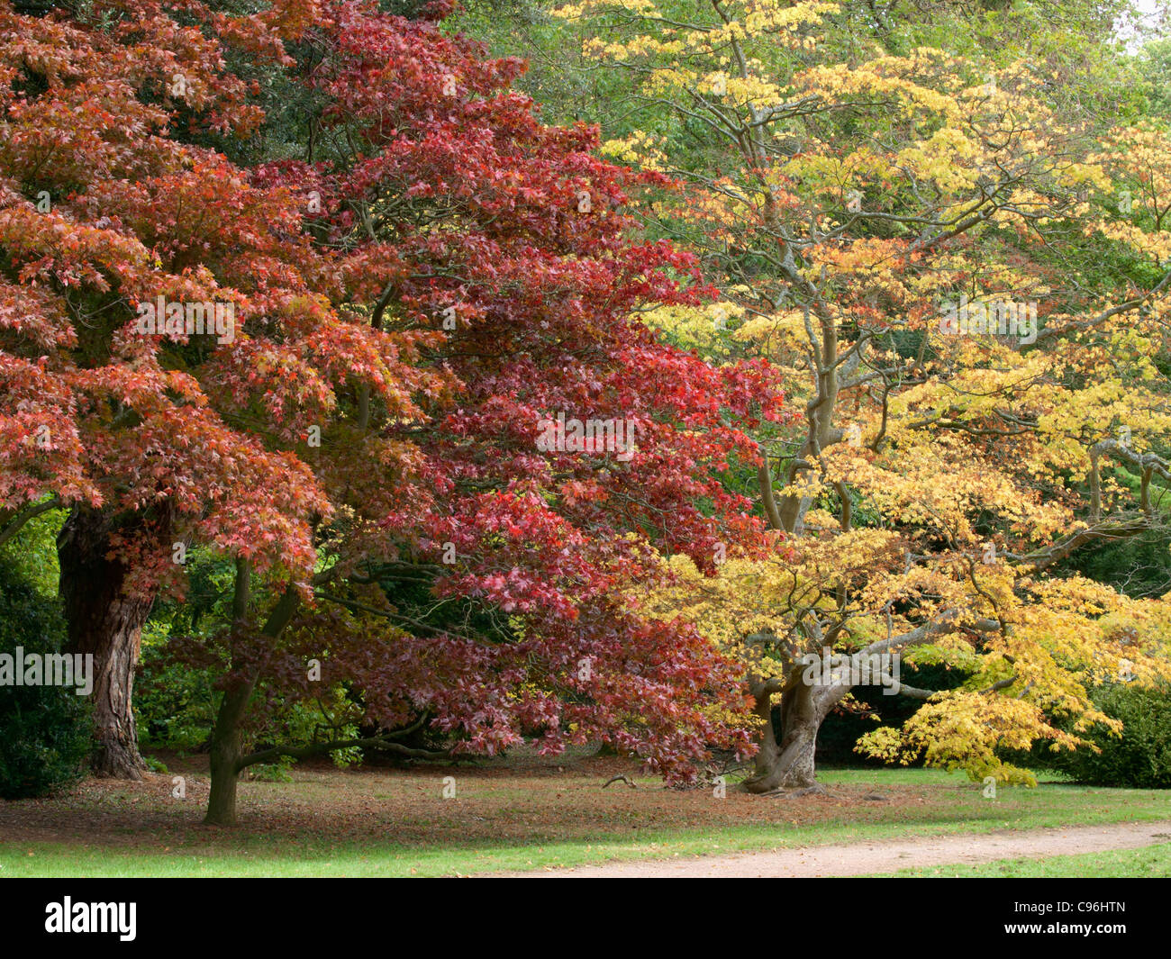 Sunshine on red acer leaves hi-res stock photography and images - Alamy