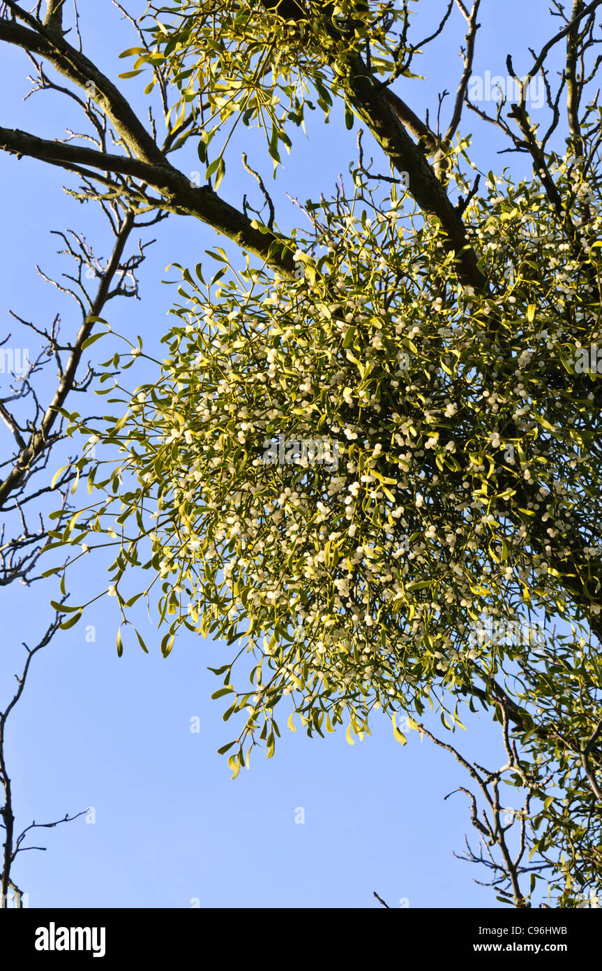 Mistletoes viscum album parasite hi-res stock photography and images ...