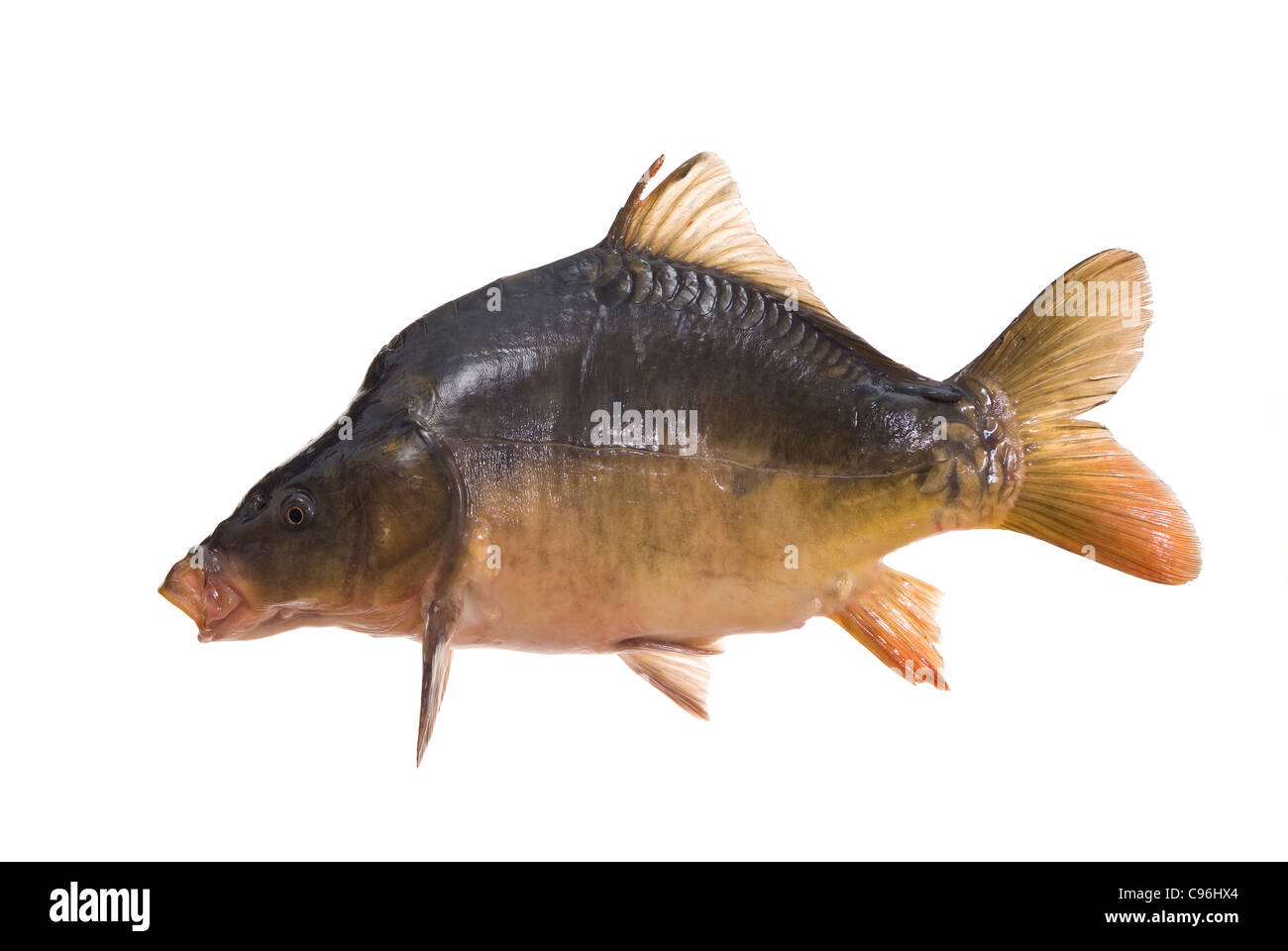alive fresh-water fish on white background Stock Photo - Alamy