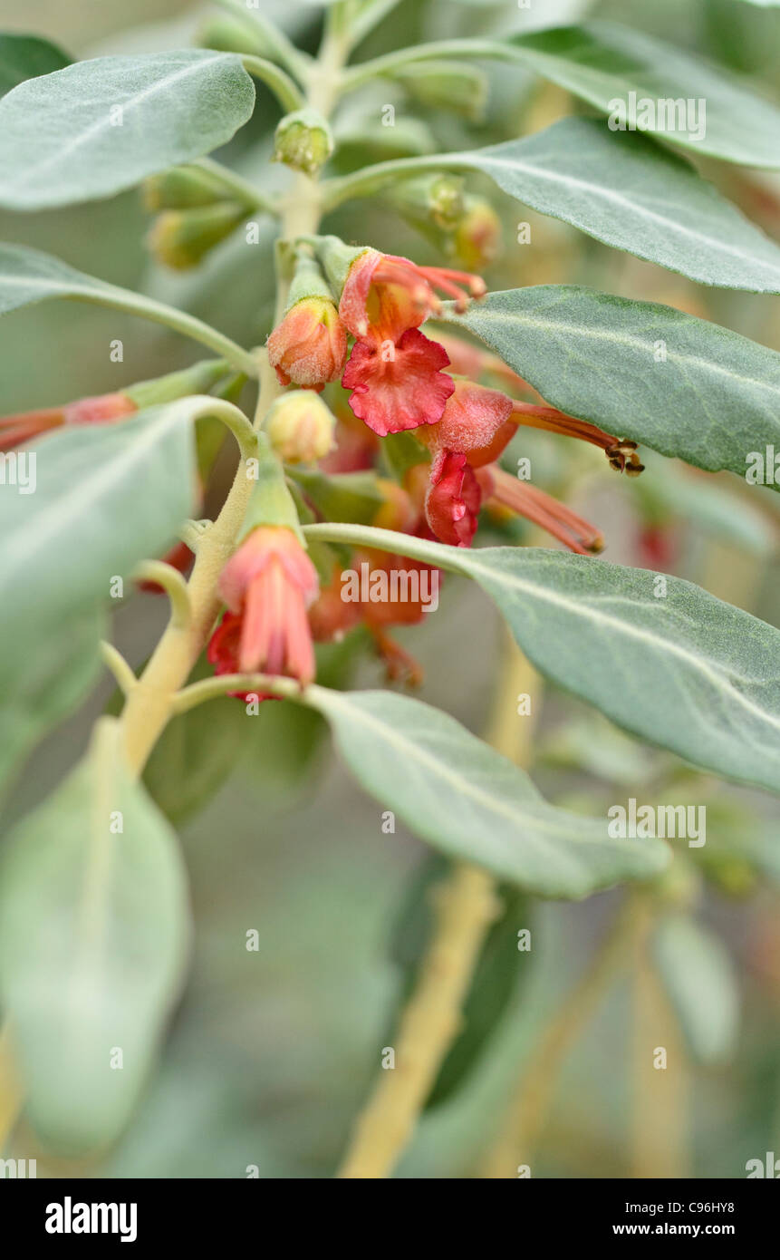 Germander (Teucrium heterophyllum Stock Photo - Alamy