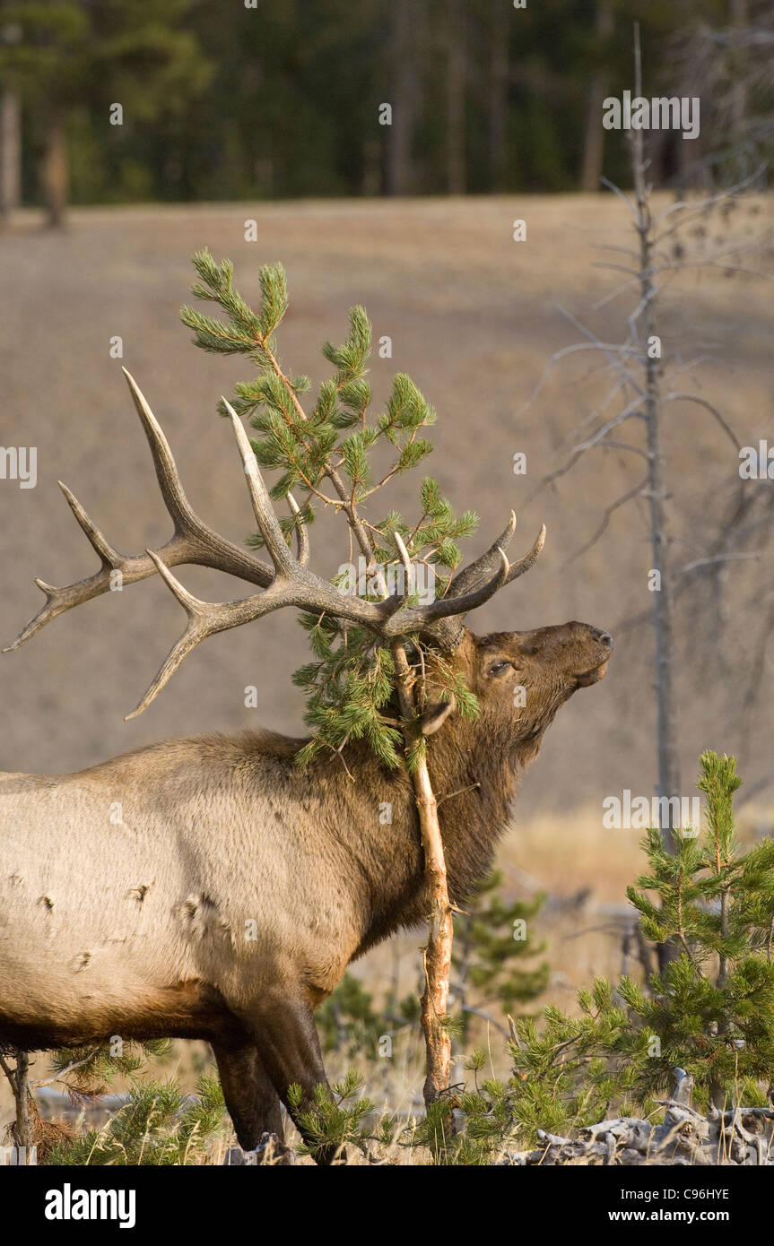 United States, Wyoming, Yellowstone National Park, male elk rubbing ...