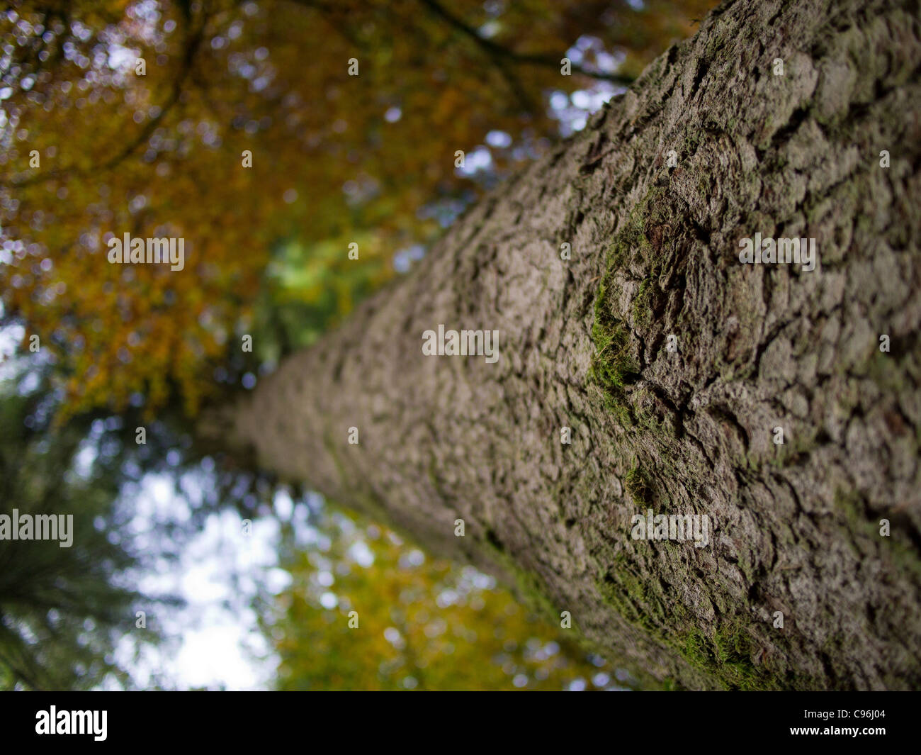 Dunkeld tree hi-res stock photography and images - Alamy