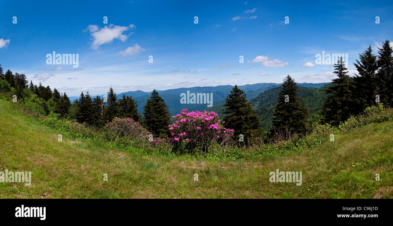 Catawba rhododendron rhododendron catawbiense hi-res stock photography ...