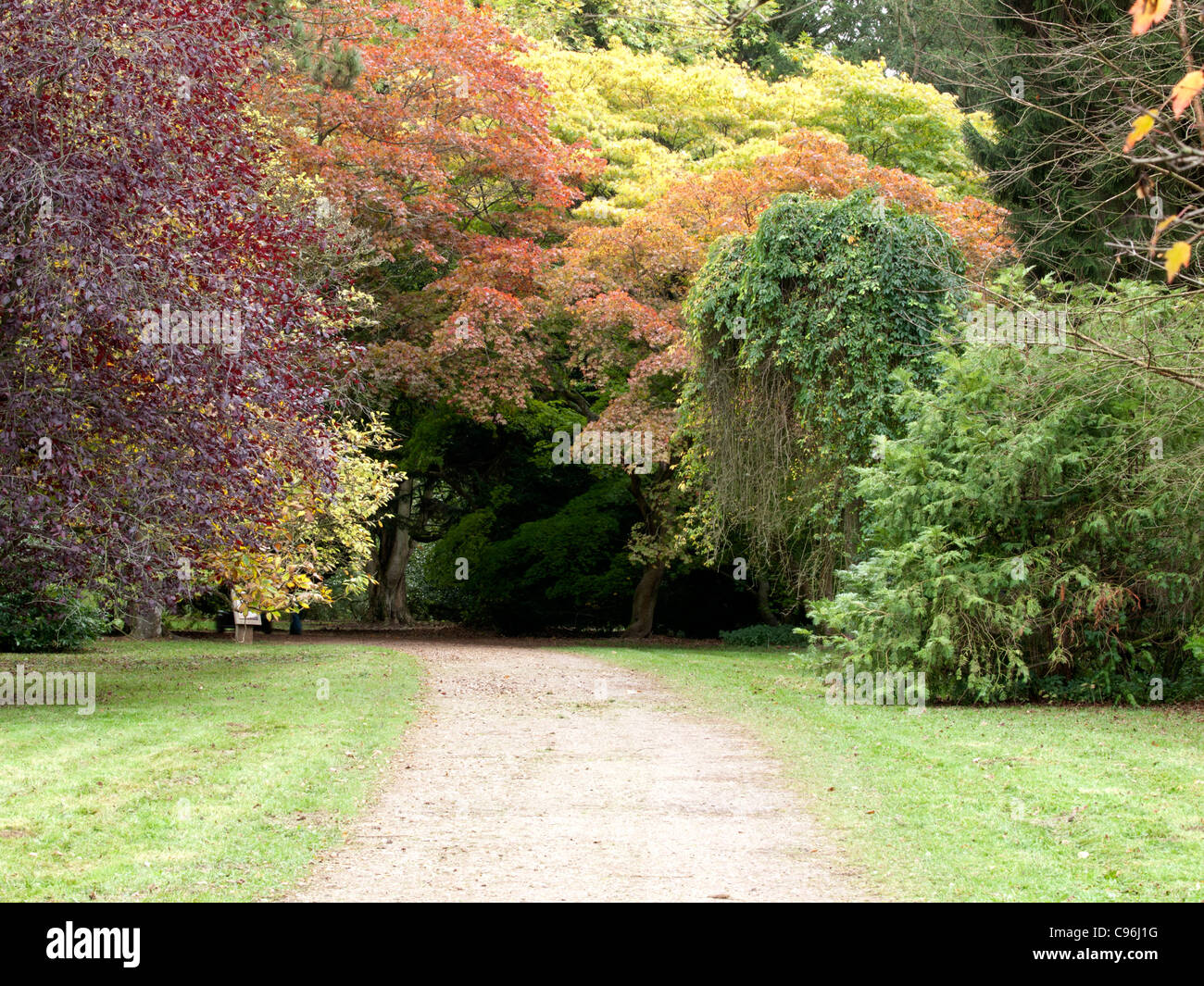 Beautifully coloured trees in a british autumn above a gravel path ...