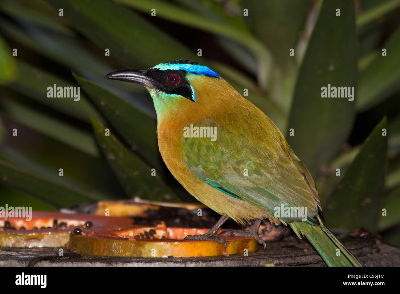 Momotus momota blue crowned motmot central valley costa rica hi-res ...