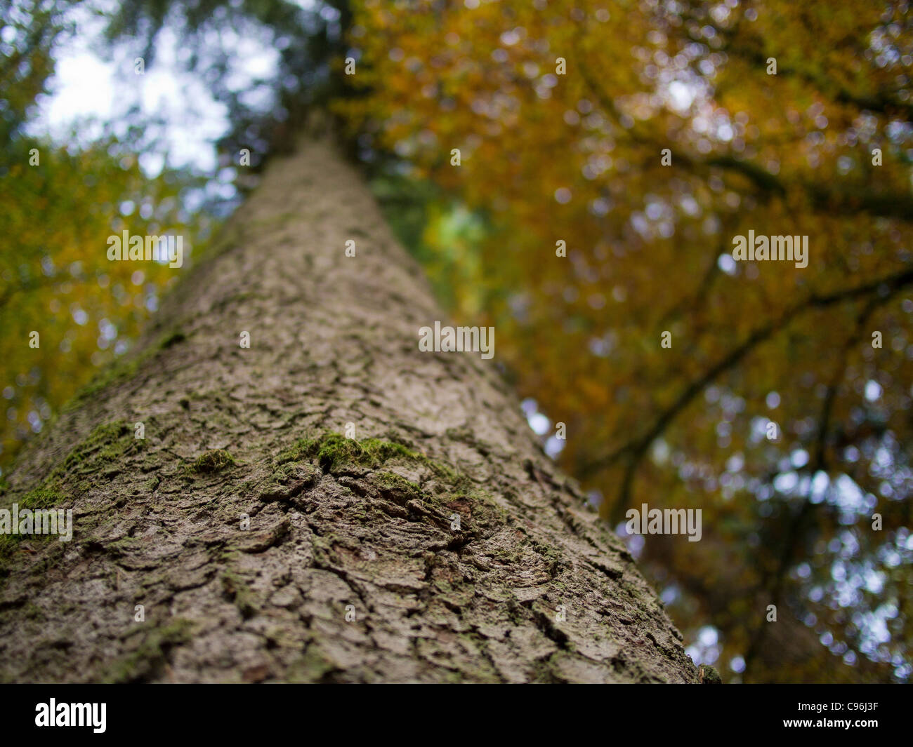 Dunkeld tree hi-res stock photography and images - Alamy
