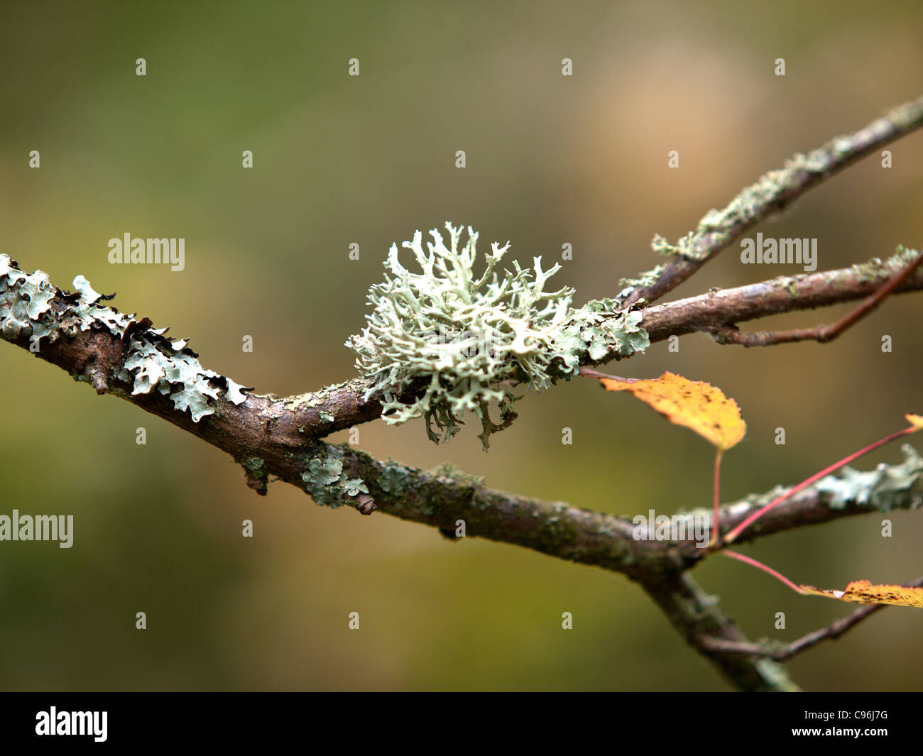 Lichen growing on a tree branch in autumn Stock Photo - Alamy