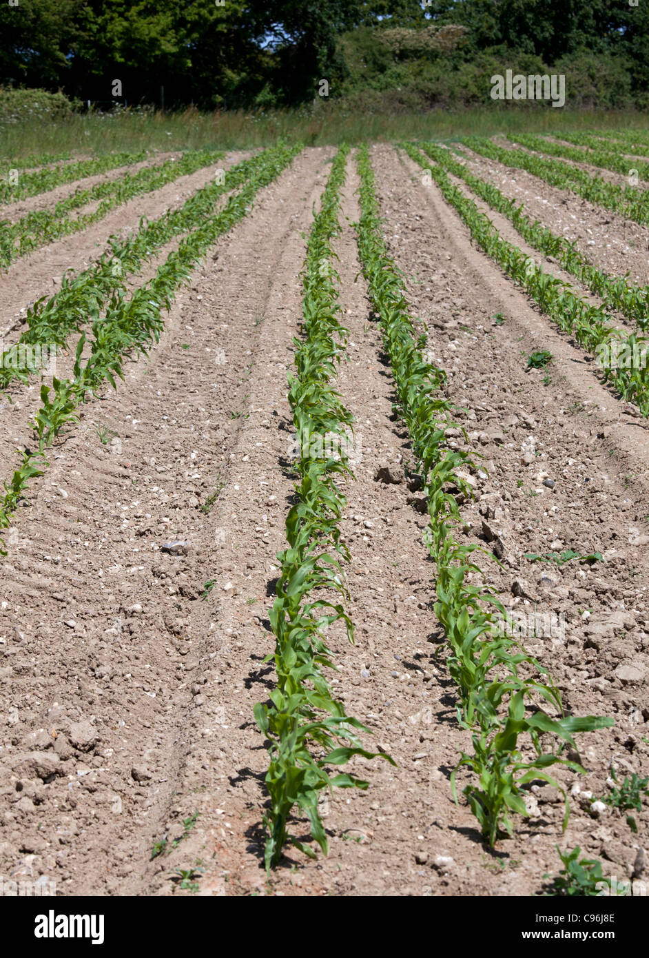Rows of young sweetcorn plants growing in a field Stock Photo - Alamy