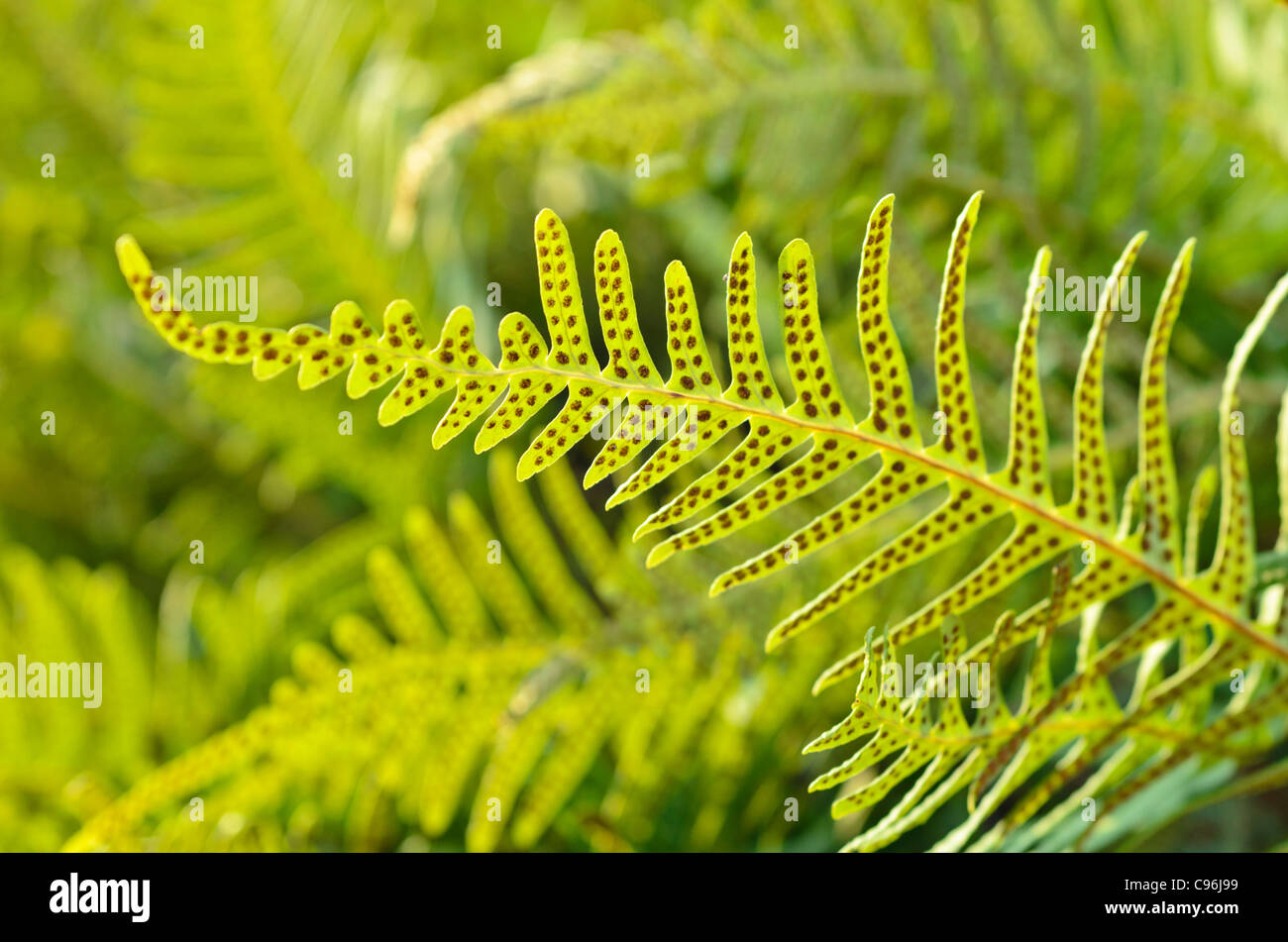 Common polypody (Polypodium vulgare Stock Photo - Alamy