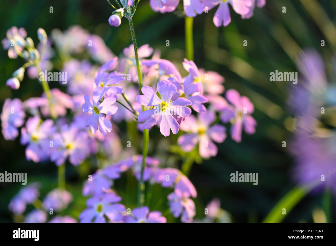 Fairy primrose (Primula malacoides Stock Photo - Alamy