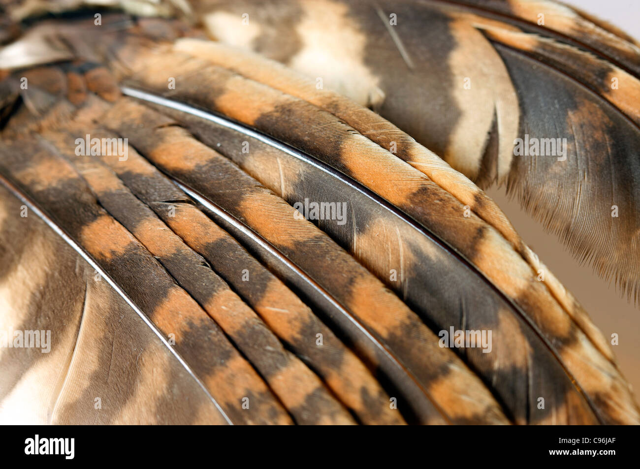 Owl wing feathers hi-res stock photography and images - Alamy
