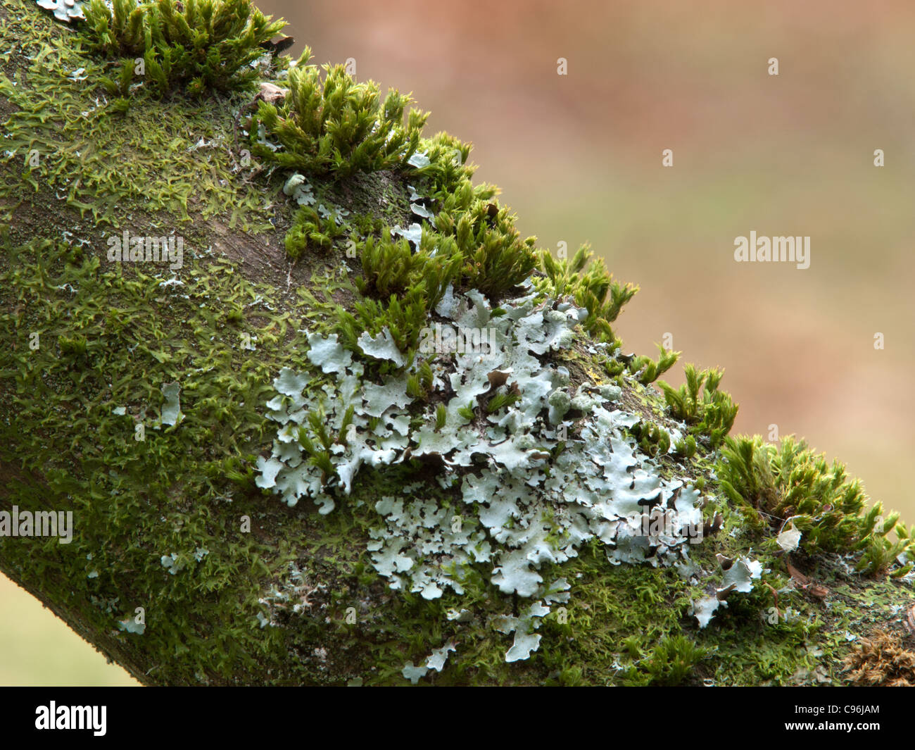 Lichen and moss growing on a tree branch in autumn Stock Photo - Alamy