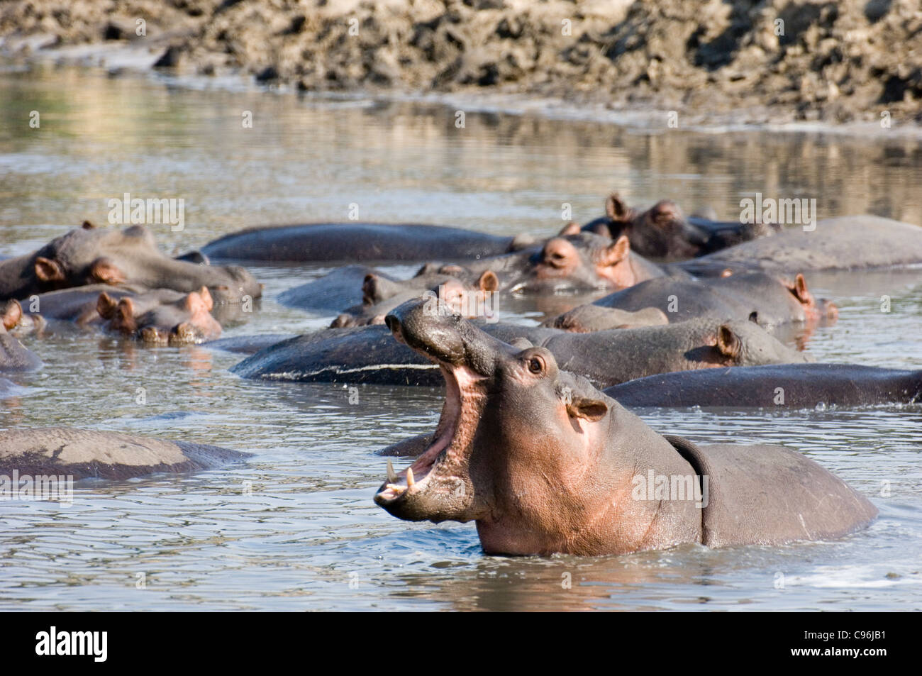 Africa, Tanzania, Katavi, hippo bearing teeth in hippo pool Stock Photo ...