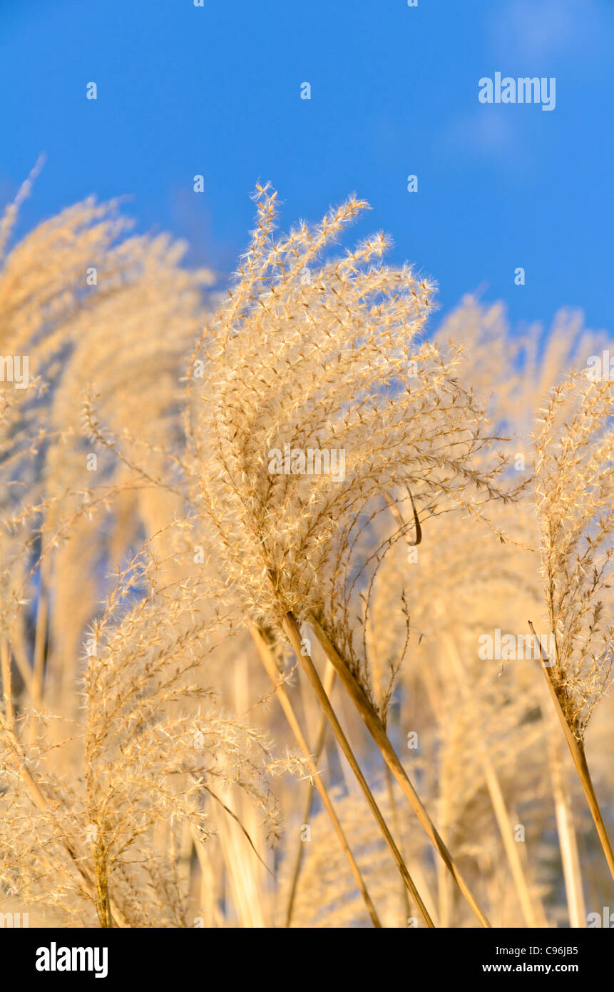 Chinese silver grass (Miscanthus sinensis Stock Photo - Alamy