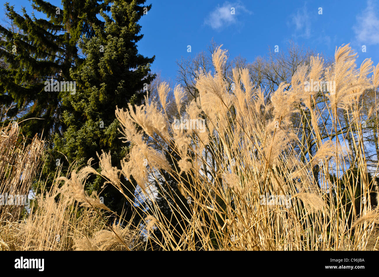 Chinese silver grass (Miscanthus sinensis Stock Photo - Alamy
