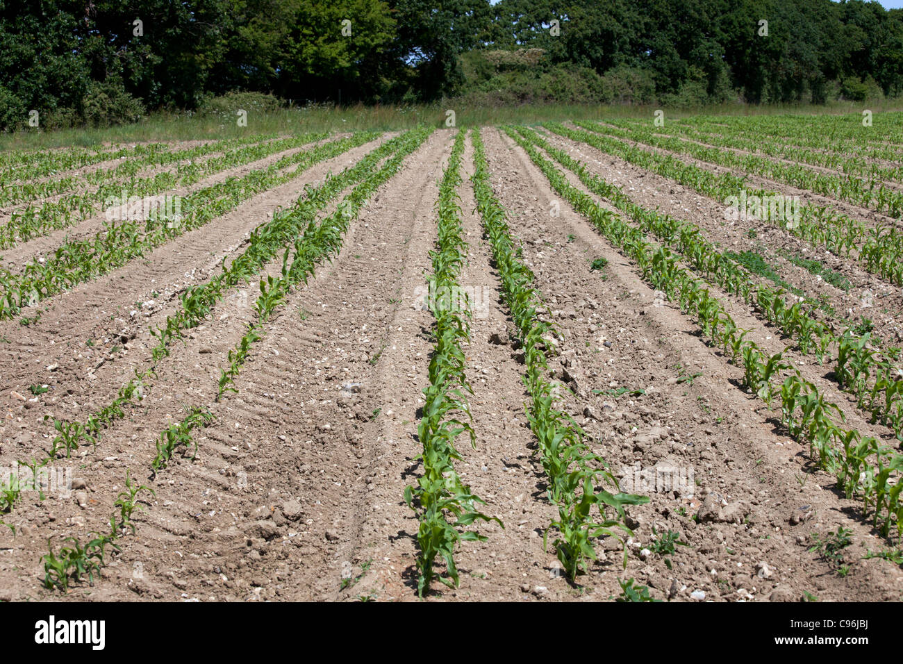 Sweetcorn rows field hi-res stock photography and images - Alamy