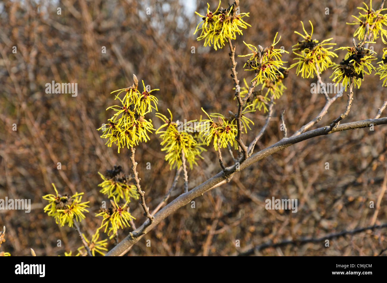 Witch hazel (Hamamelis x intermedia 'Primavera' Stock Photo - Alamy