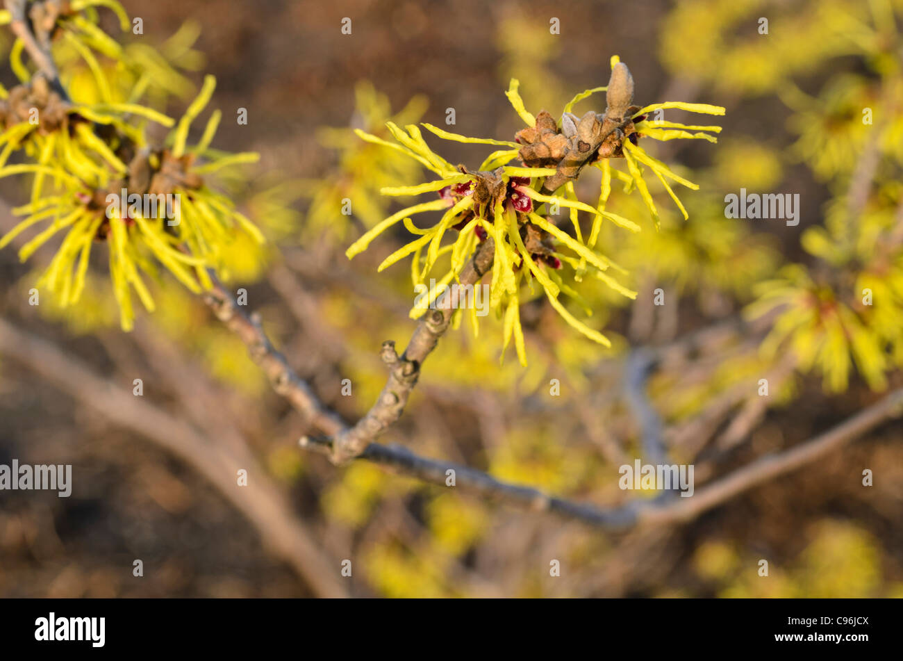 Witch hazel (Hamamelis x intermedia 'Primavera' Stock Photo - Alamy