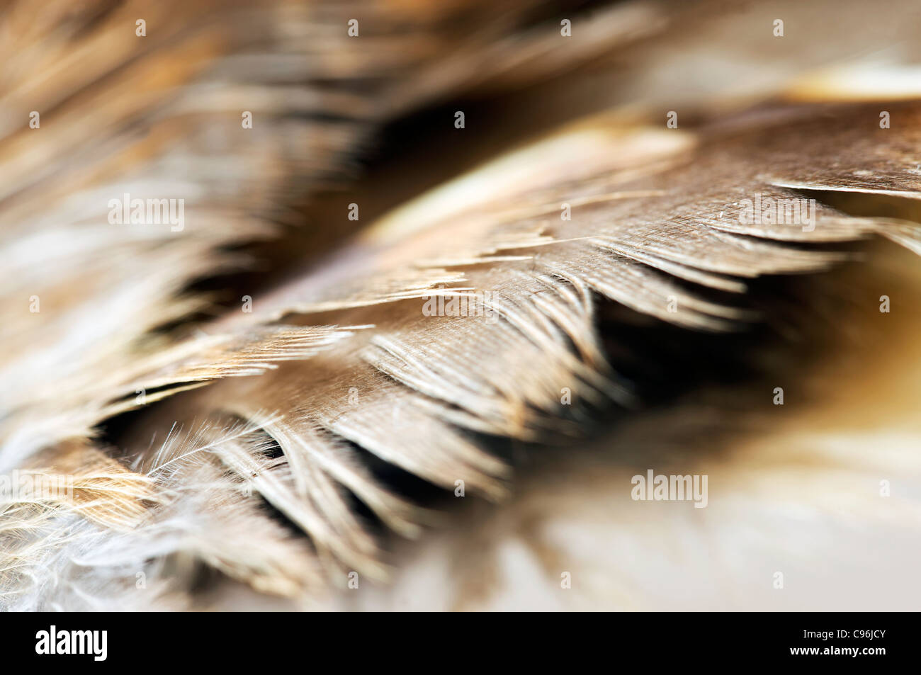 Primary wing feathers hi-res stock photography and images - Alamy
