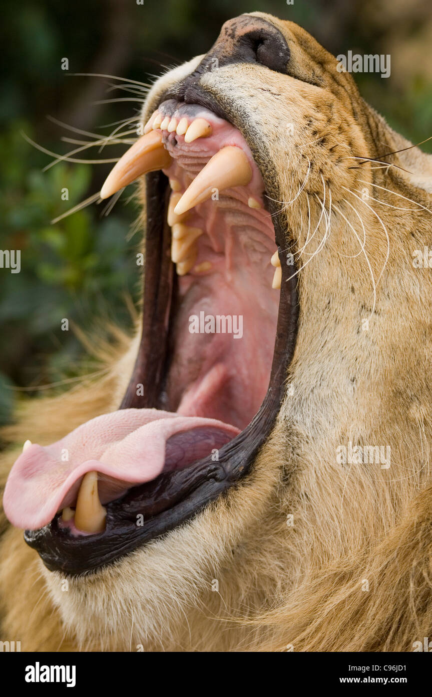 Africa, Kenya, Masai Mara, male lion bearing teeth Stock Photo - Alamy