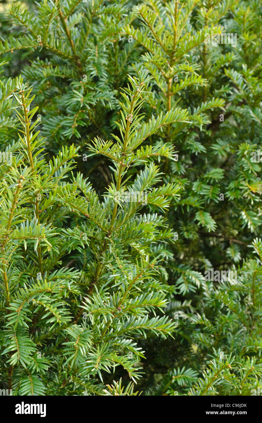 Taxus brevifolia hi-res stock photography and images - Alamy