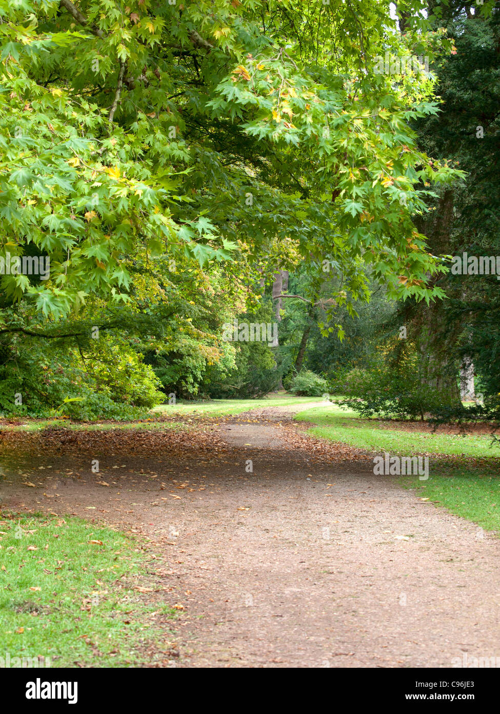 YTrees overhanging a gravel path Stock Photo - Alamy