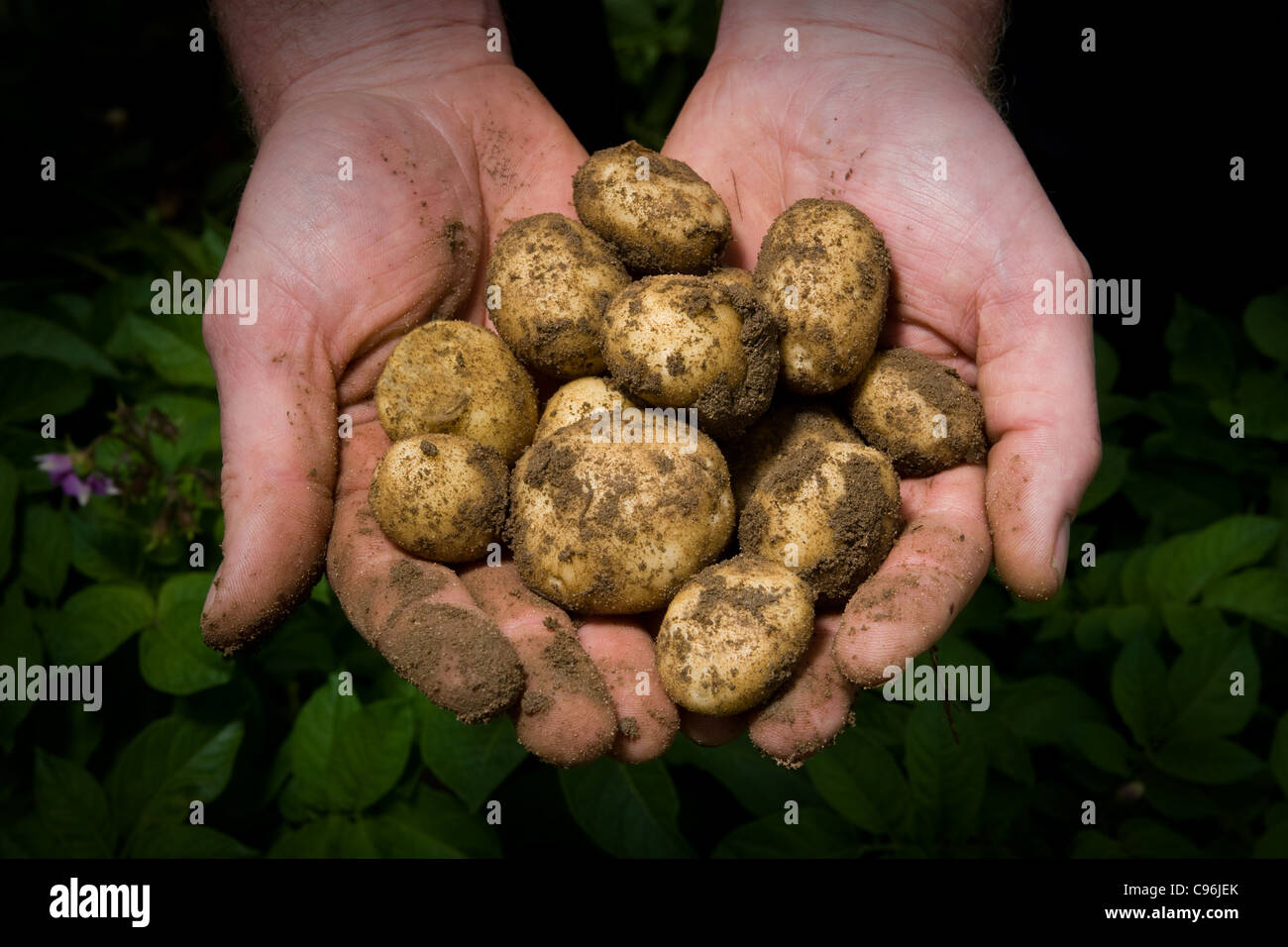 Farmers hands with freshly dug new potatoes Stock Photo - Alamy