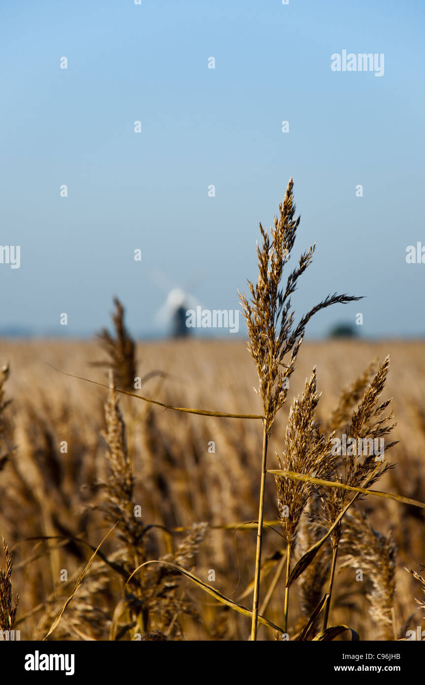 Reed bed hi-res stock photography and images - Alamy