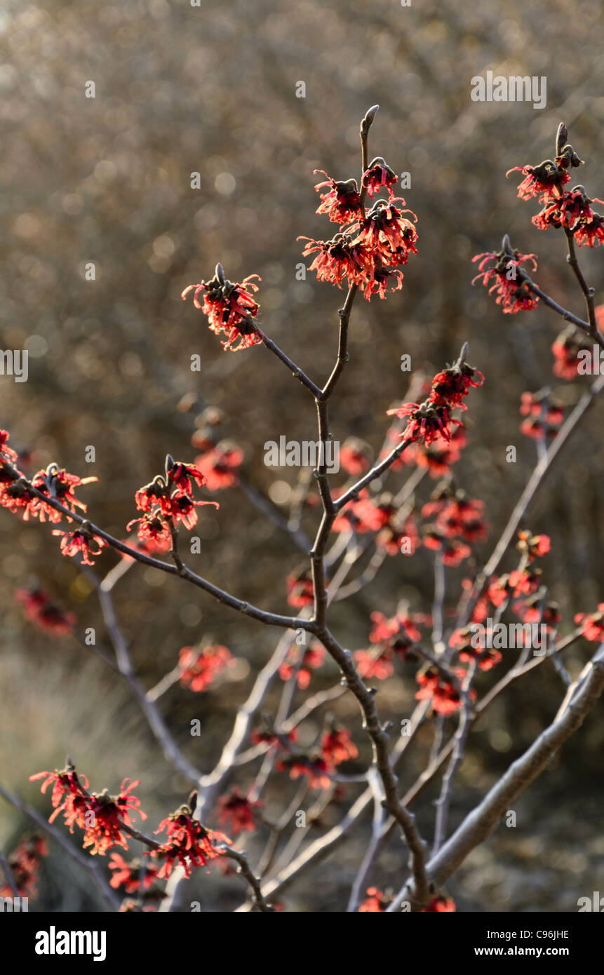 Witch hazel (Hamamelis x intermedia 'Ruby Glow' Stock Photo - Alamy
