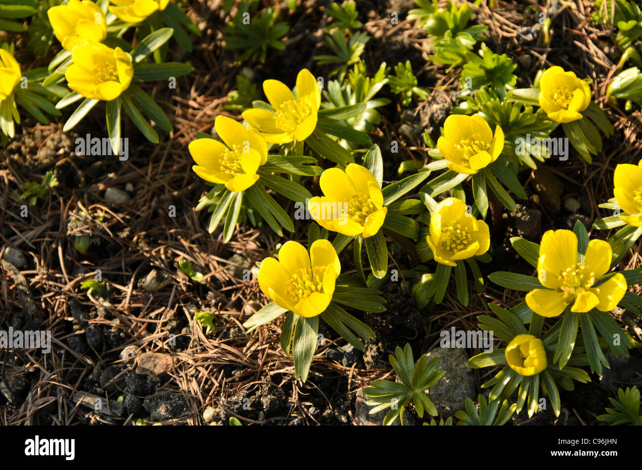 Aconite hi-res stock photography and images - Alamy