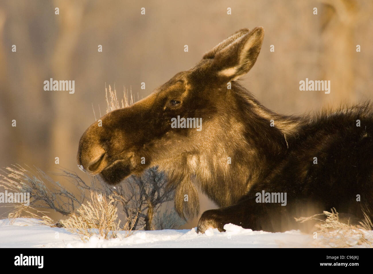 United States, Wyoming, Jackson Hole, female moose Stock Photo - Alamy