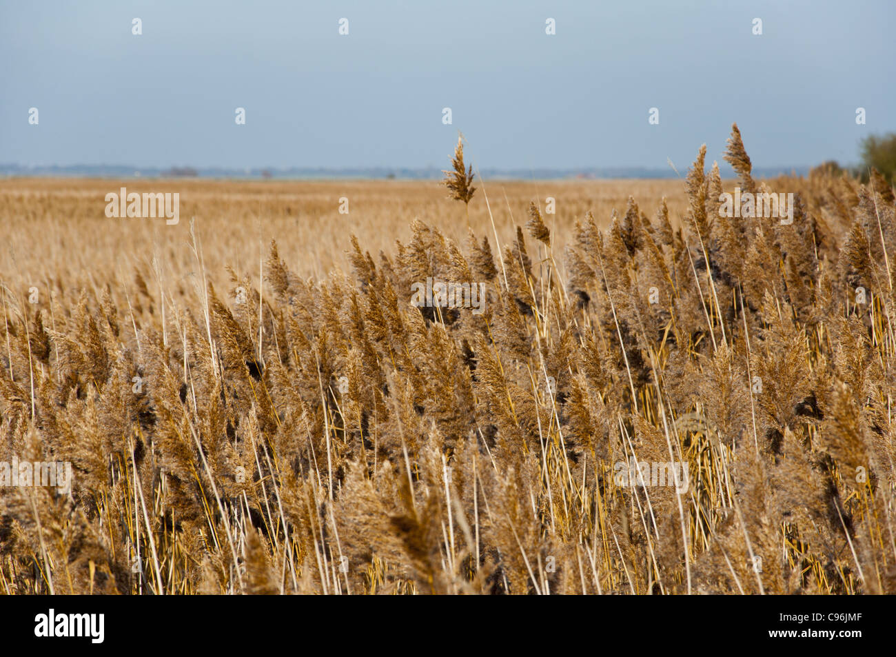Norfolk reed marsh Stock Photo - Alamy