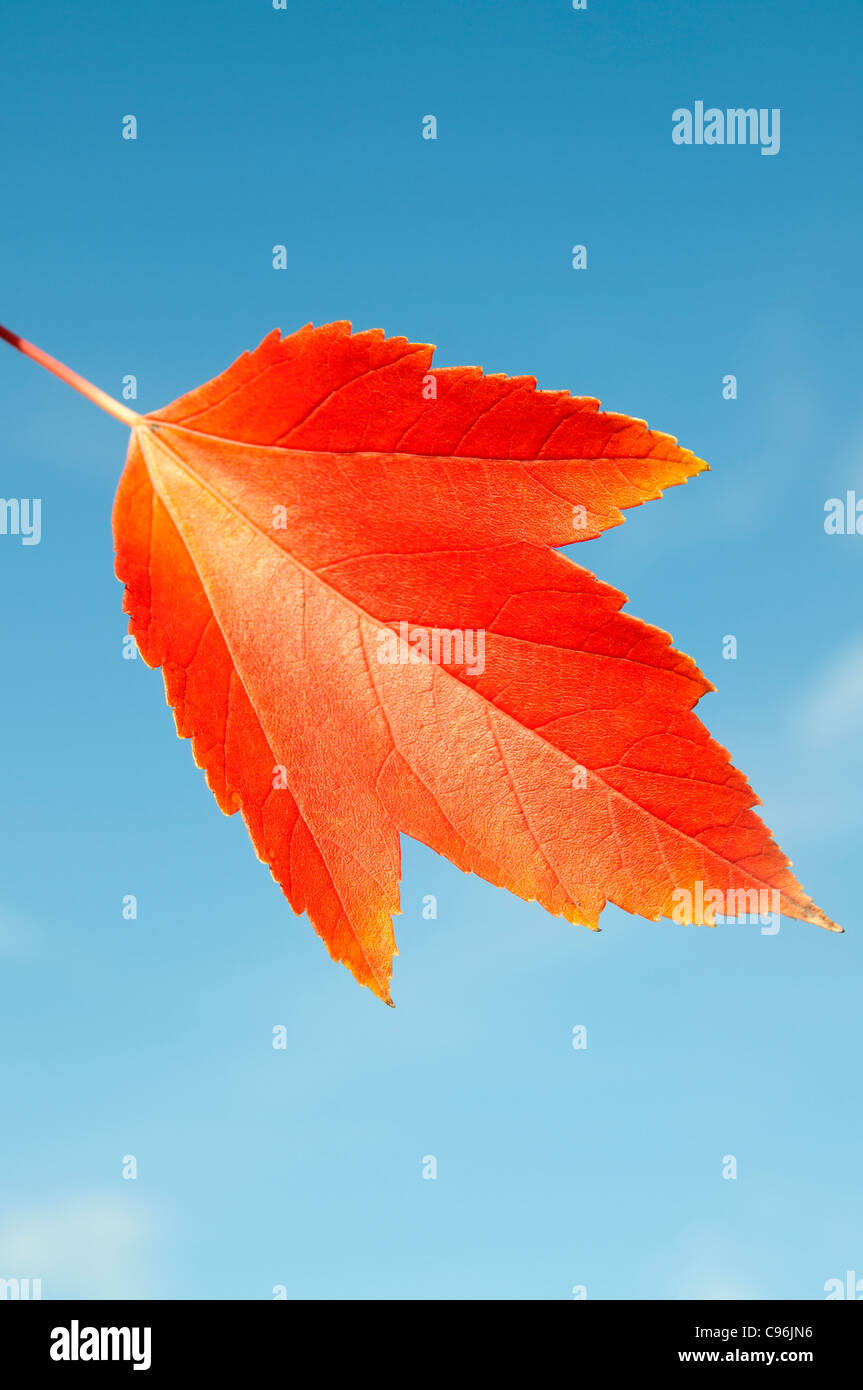 Fall colored Maple leaves Stock Photo - Alamy