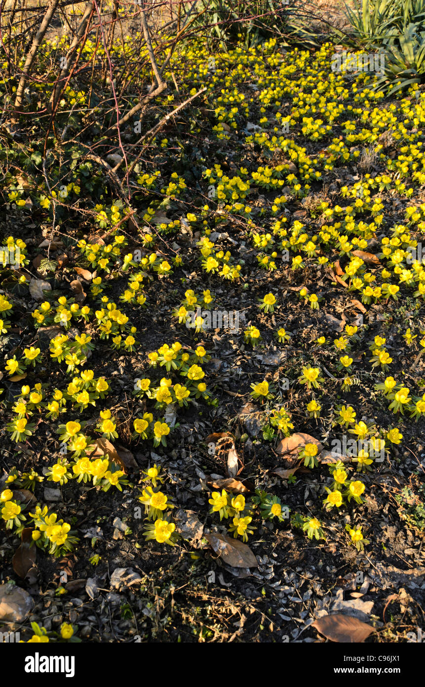 Eranthis species hi-res stock photography and images - Alamy