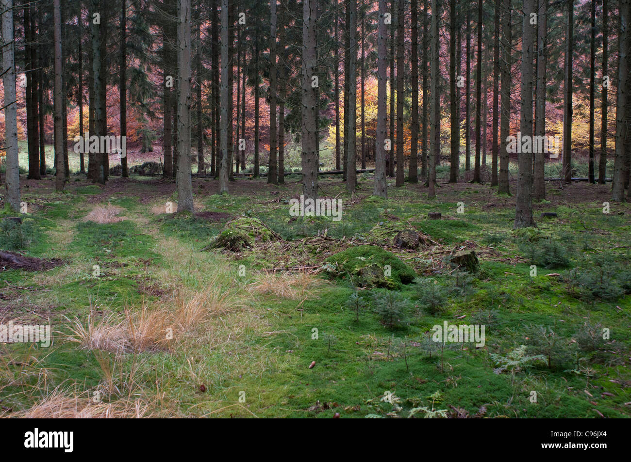 Open glade hi-res stock photography and images - Alamy